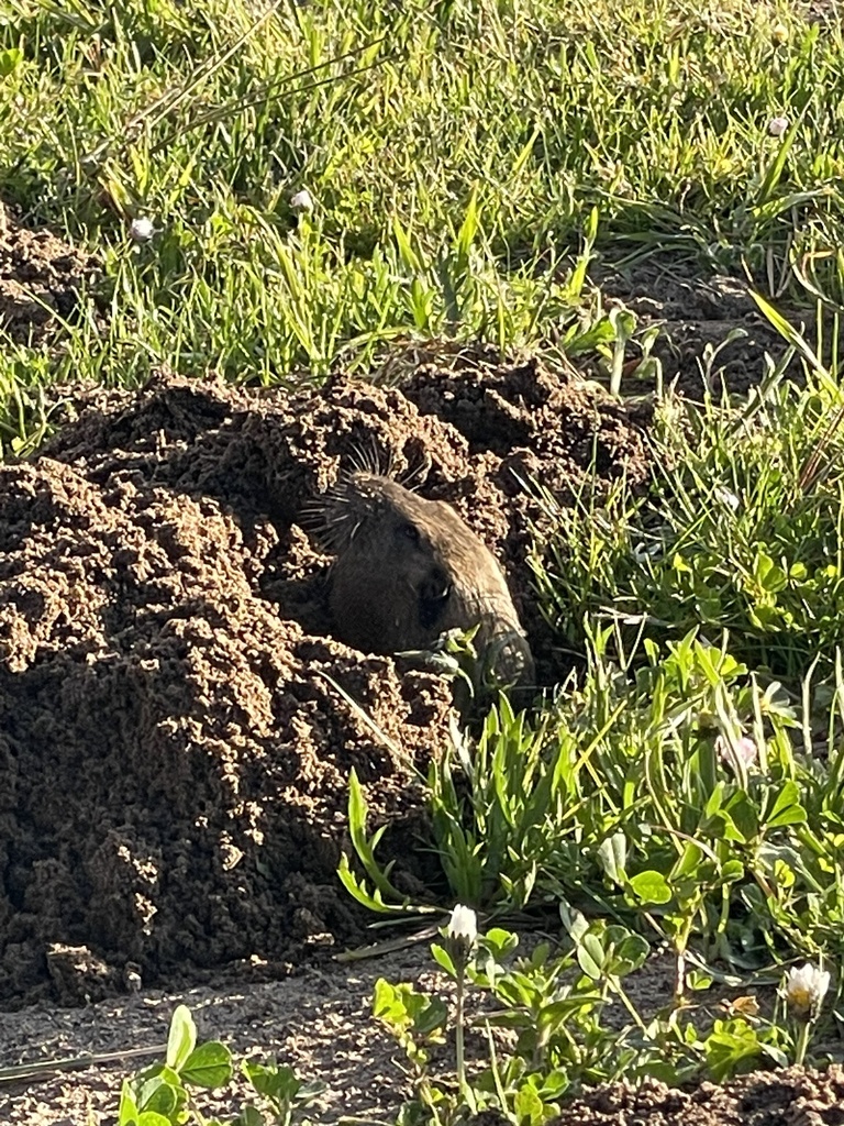Botta's Pocket Gopher from California State University, Monterey Bay ...