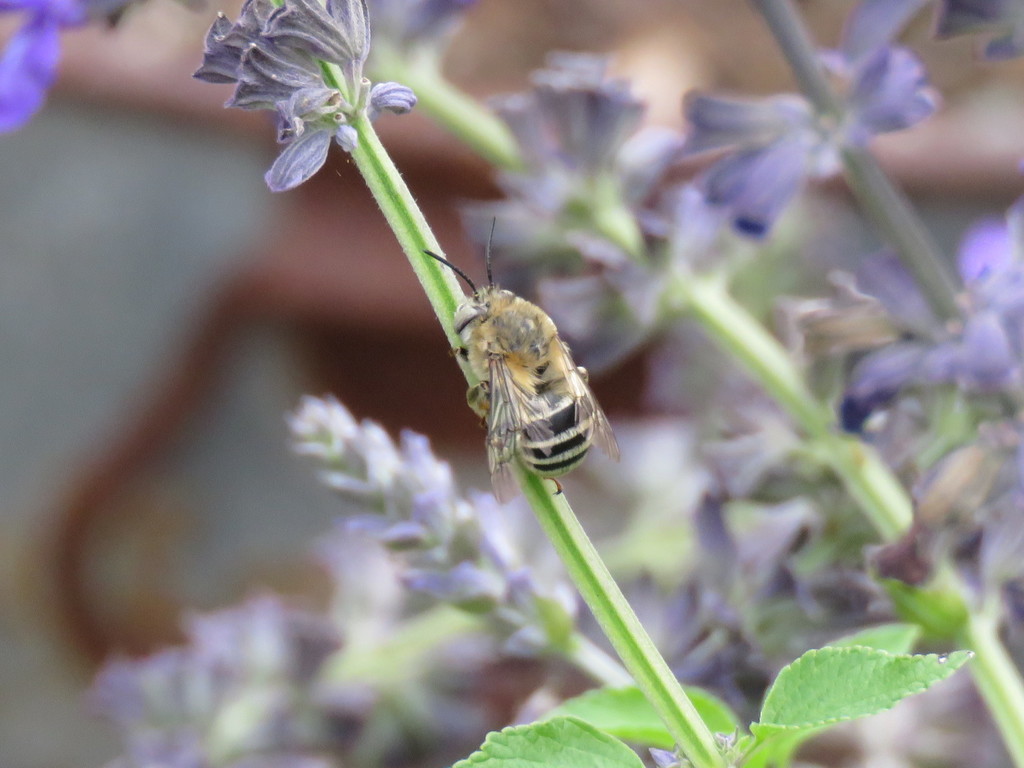 Common Digger Bees from Midlothian, TX, USA on October 12, 2018 at 04: ...