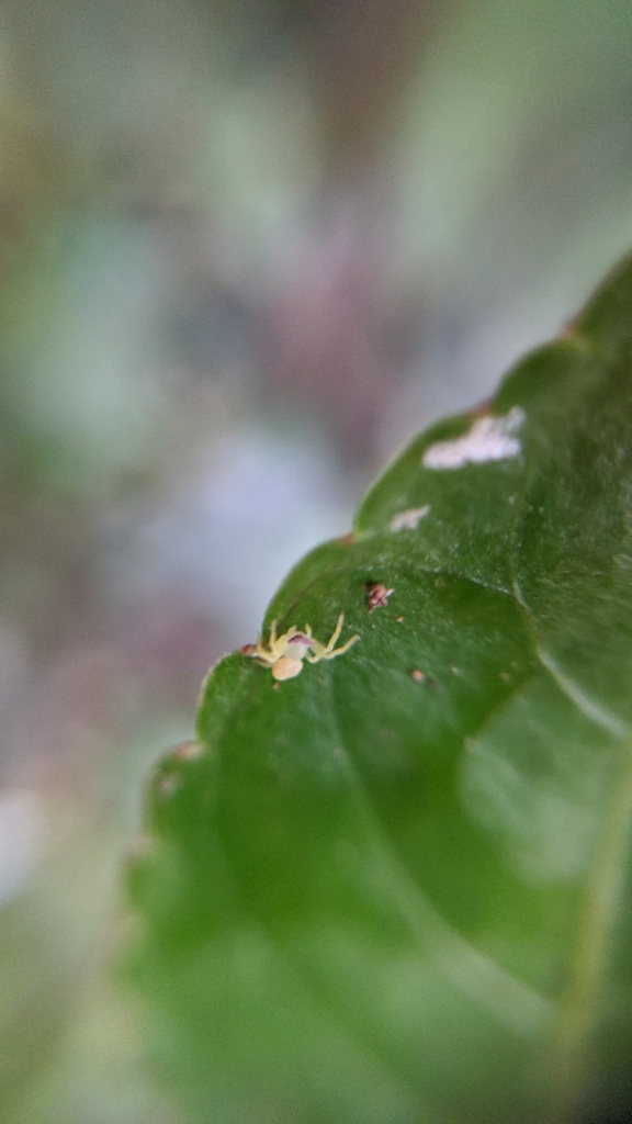 Flower Crab Spiders from Edakochi on April 05, 2023 at 06:10 PM by ...