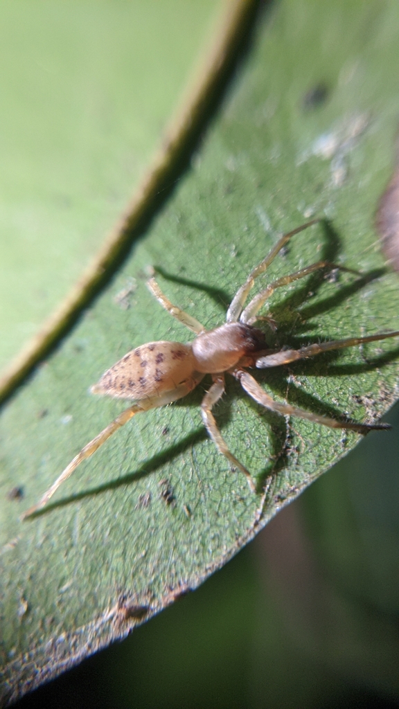 Clubiona filicata from Cheranalloor on April 05, 2023 at 08:33 PM by ...