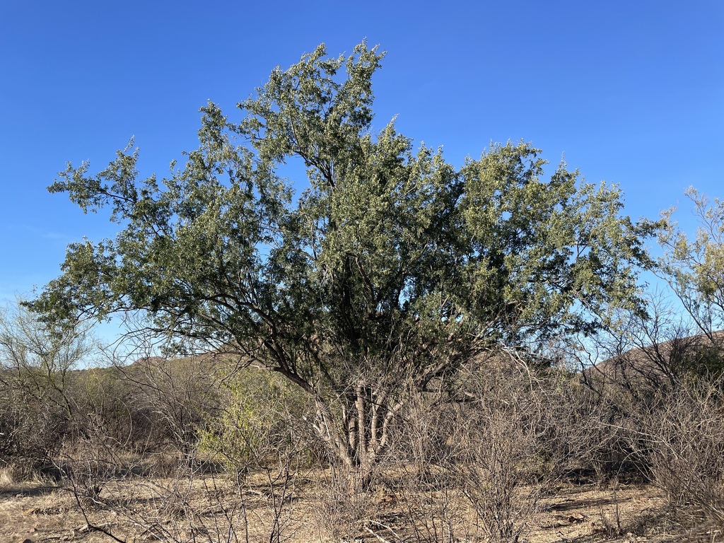 desert ironwood from Guaymas Municipality, Sonora, Mexico on April 1 ...