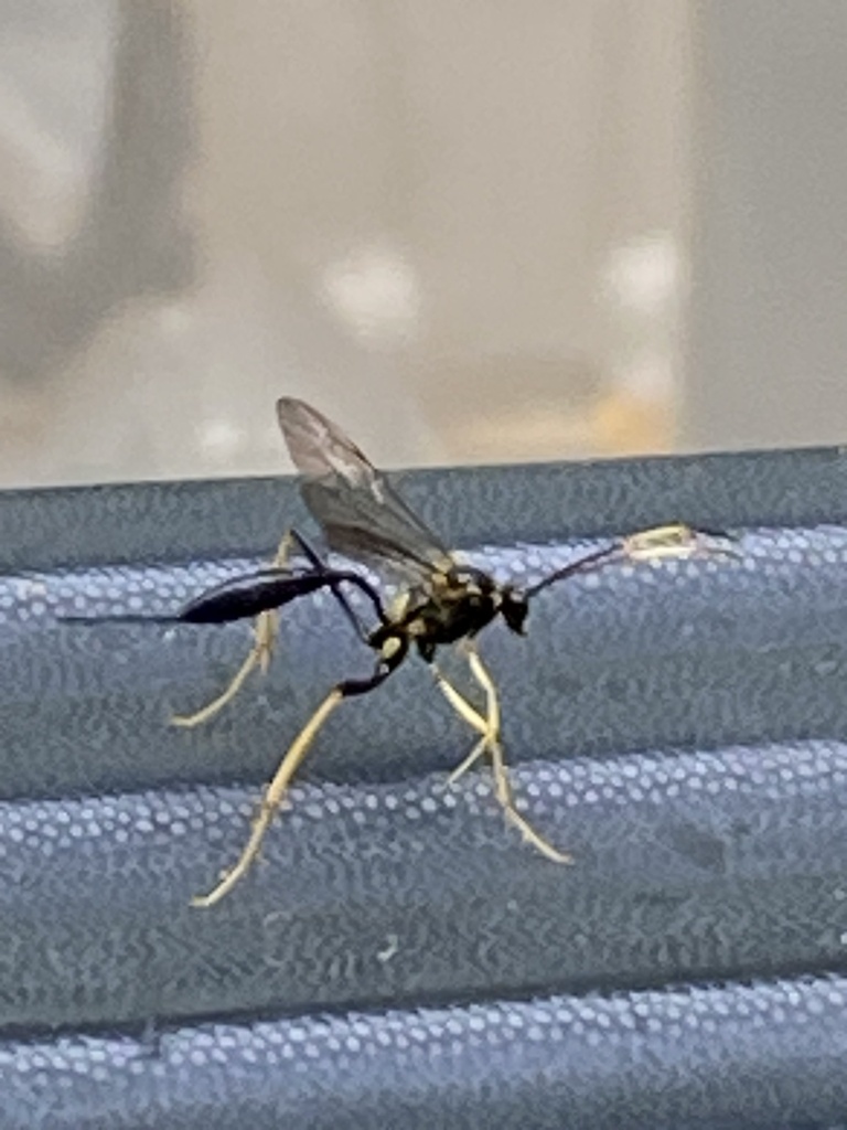 Acroricnus stylator from E County Road 1050 N, Westville, IL, US on ...