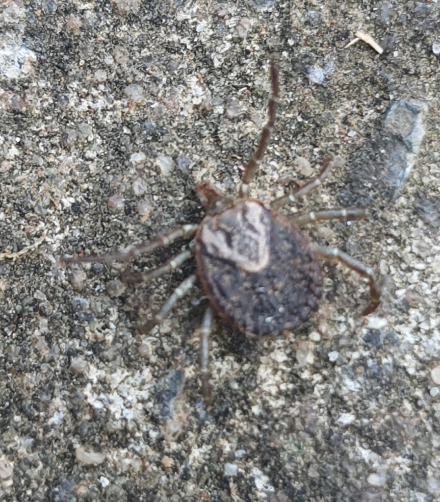 Cayenne Tick from Jundiaí - State of São Paulo, Brazil on April 5, 2023 ...