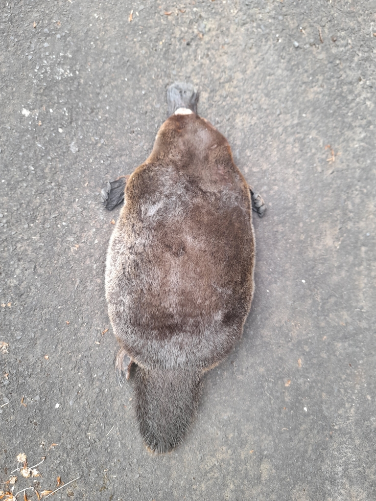 Platypus in November 2022 by Kazz Kay Feeney. Found deceased on side of ...