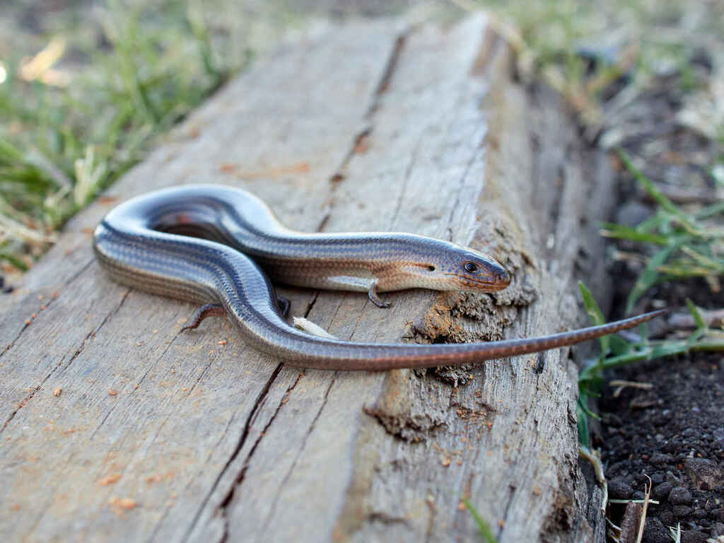 Western Three-toed Skink from Badajoz, España on April 2, 2023 at 08:17 ...