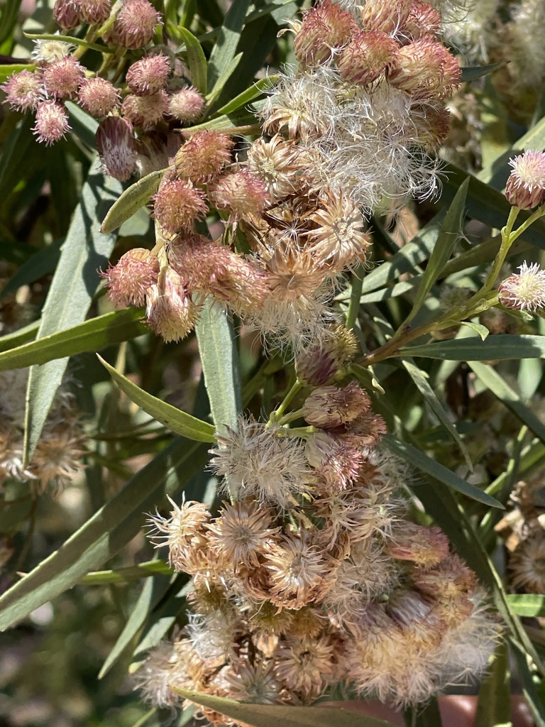 mule fat from Manzanita Dr, San Diego, CA, US on April 05, 2023 at 12: ...