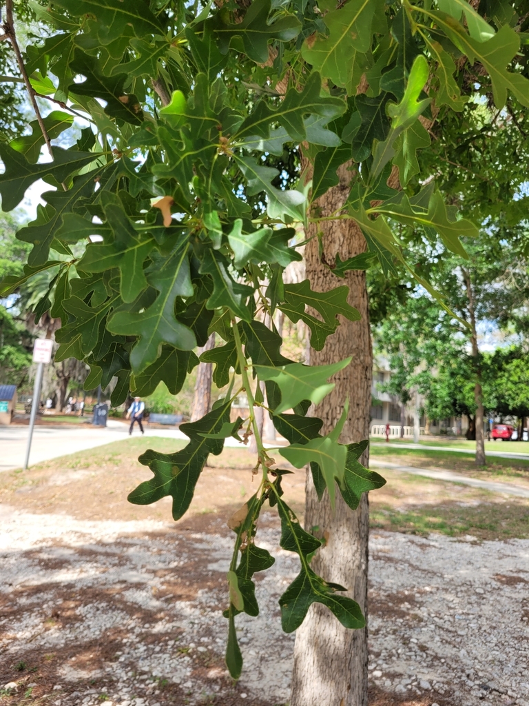 Bluff Oak from McCarty Annex B, Gainesville, FL 32603, USA on April 5 ...