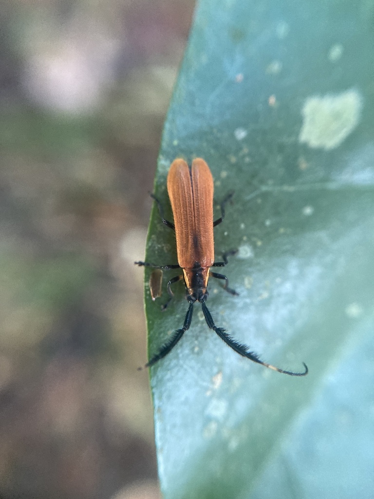 Water, Rove, Scarab, Long-horned, Leaf, and Snout Beetles from Calle ...