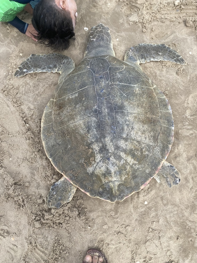 Kemp's Ridley Sea Turtle in April 2023 by Gabriela - Zavdiel · iNaturalist