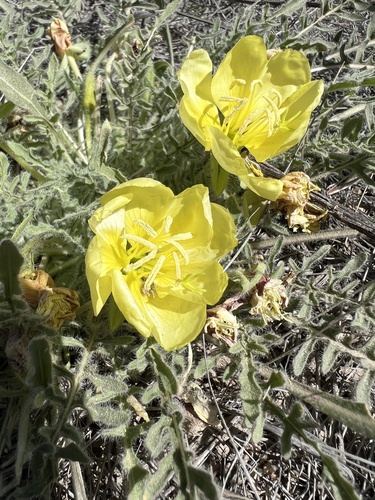 daisybird's Identifications#N# · iNaturalist