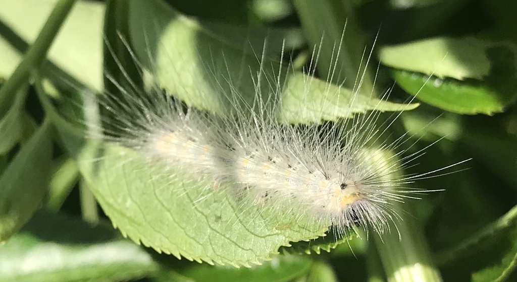 Fall Webworm Moth from Palatka, FL, US on April 05, 2023 at 10:47 AM by ...