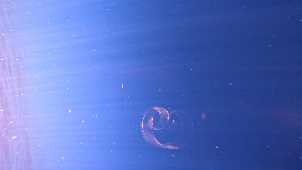 Venus' Girdle from North Shore on October 1, 2022 at 07:50 AM by ...