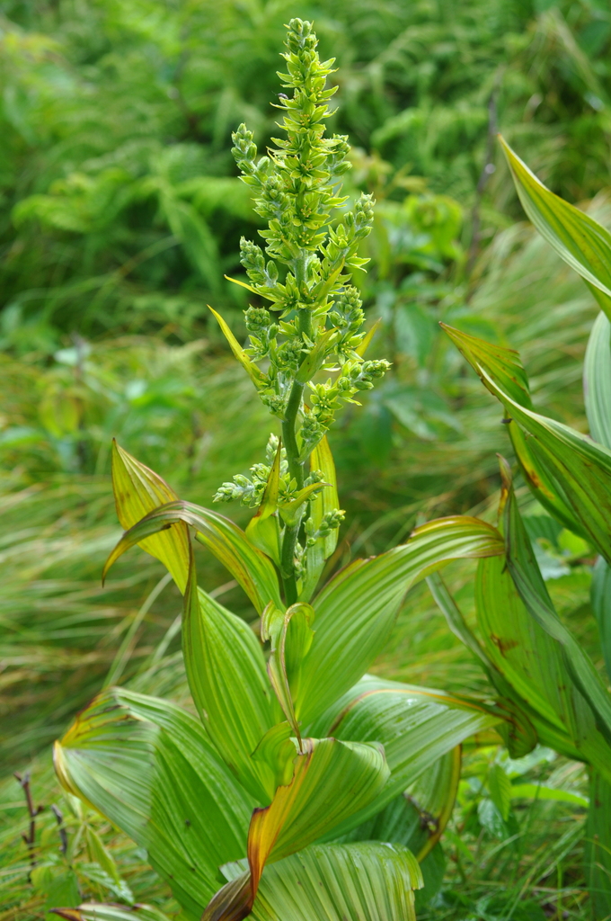 eastern green false hellebore from Mitchell County, NC, USA on June 25 ...