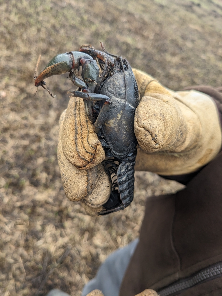 Great Plains Mudbug from Pecatonica Township, IL, USA on April 5, 2023 ...