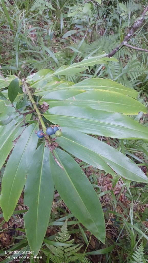 Native Ginger from Kureelpa QLD 4560, Australia on April 6, 2023 at 08: ...