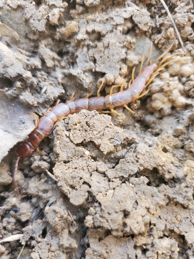 Stone Centipedes from The Parkway, Folsom, CA 95630, USA on April 05 ...