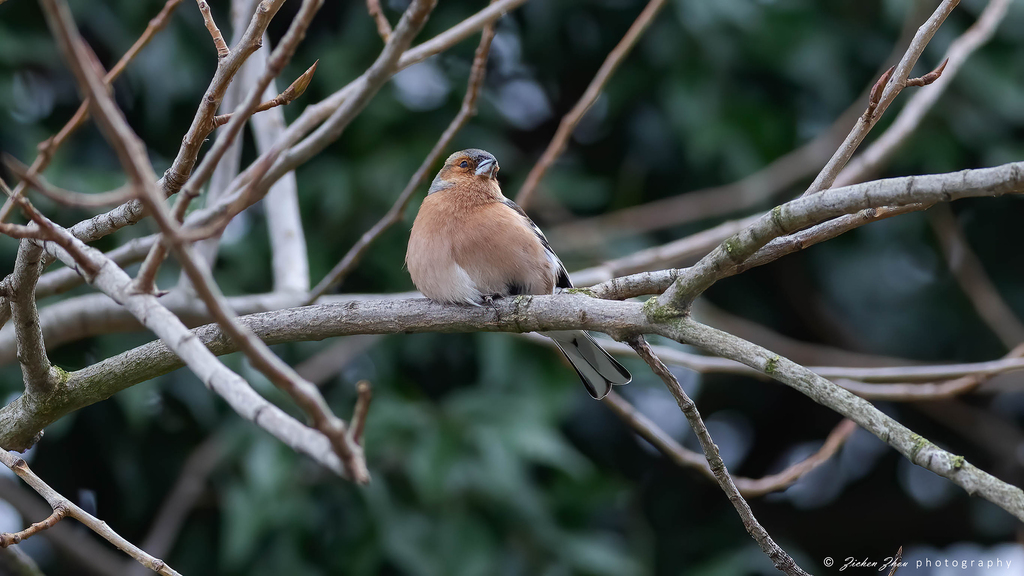 Common Chaffinch from 英国伦敦 on March 21, 2023 at 01:31 PM by Zhou Zichen ...