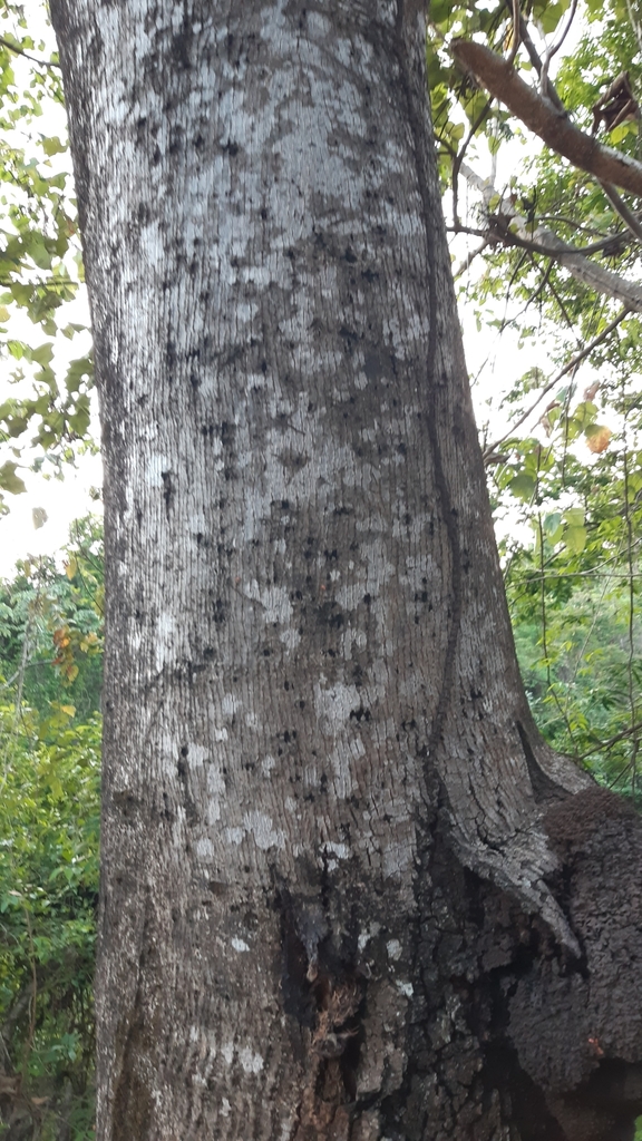 Balsa Tree from VH7W+MJV, Guanacaste Province, Punta Islita, Costa Rica ...