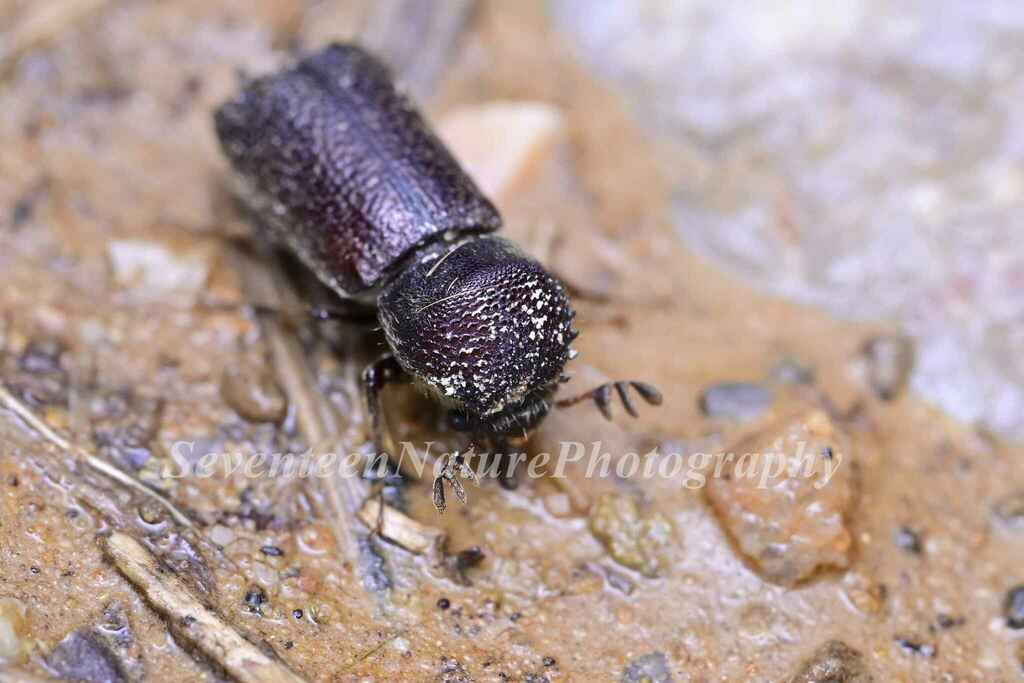 Sinoxylon from 中国江苏省南京市江宁区 on April 4, 2023 at 09:24 PM by Kaniska ...