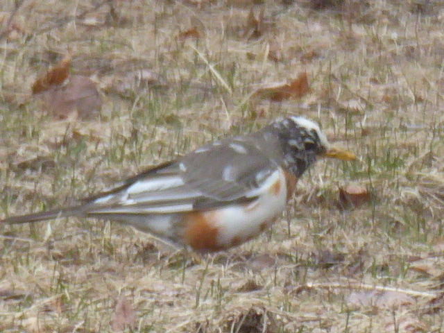 American Robin from Clough-Sanborn Hill Rd, Webster, NH, US on April 04 ...