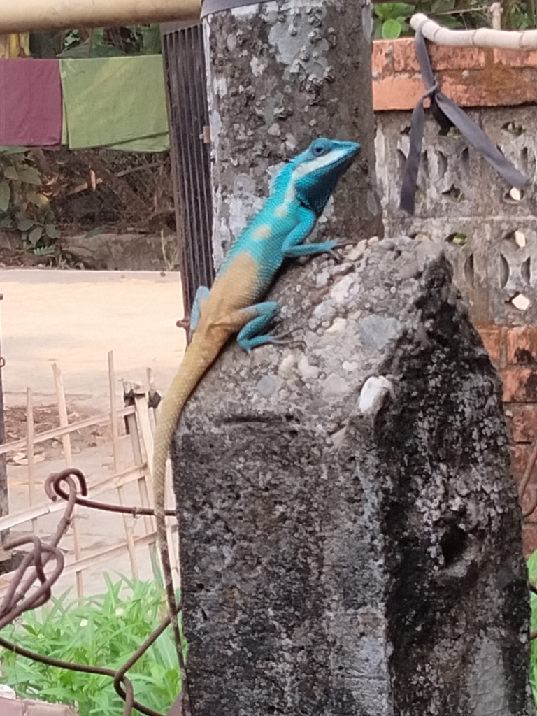 Myanmar Blue Crested Lizard from X3VG+3G4 Park 8 ပန်းခြံ ၈ ကောက်သစ ...