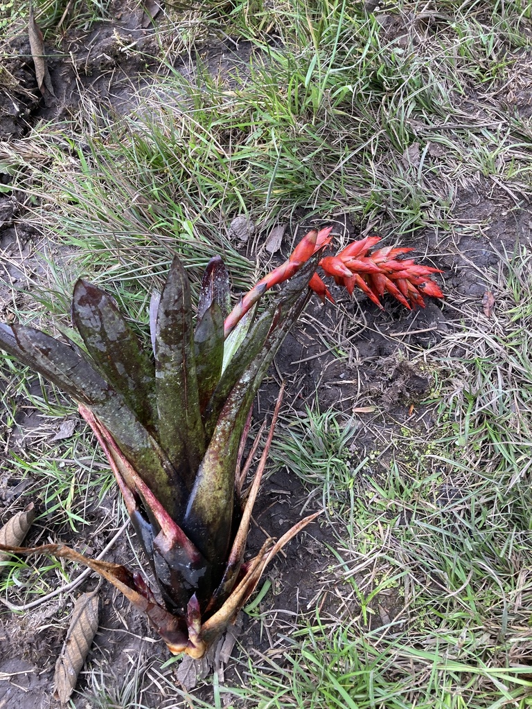Tillandsia compacta from Lagunitas Rural, Bogotá, CO on February 3 ...