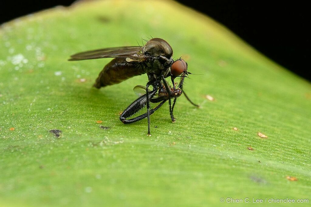 Hybos from Bahagian Miri, Sarawak, Malaysia on August 14, 2022 at 05:14 ...