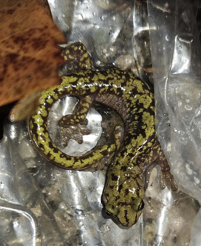 Green Salamander in April 2023 by Tony Gerard · iNaturalist