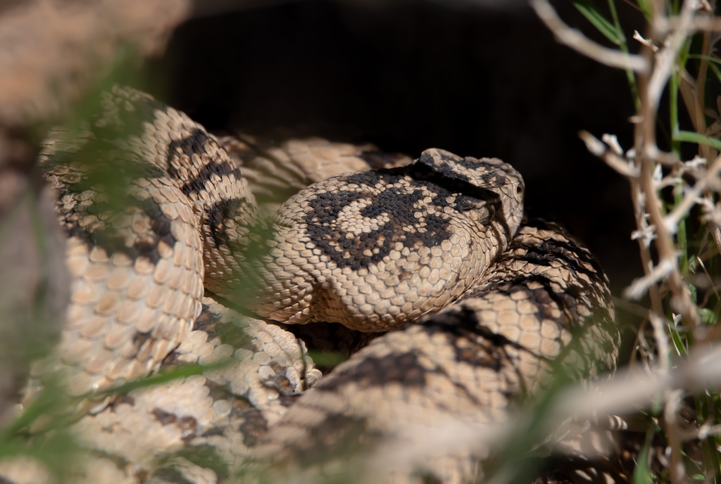 Western Rattlesnake in April 2023 by Aspen Mahan. Observed at a den ...