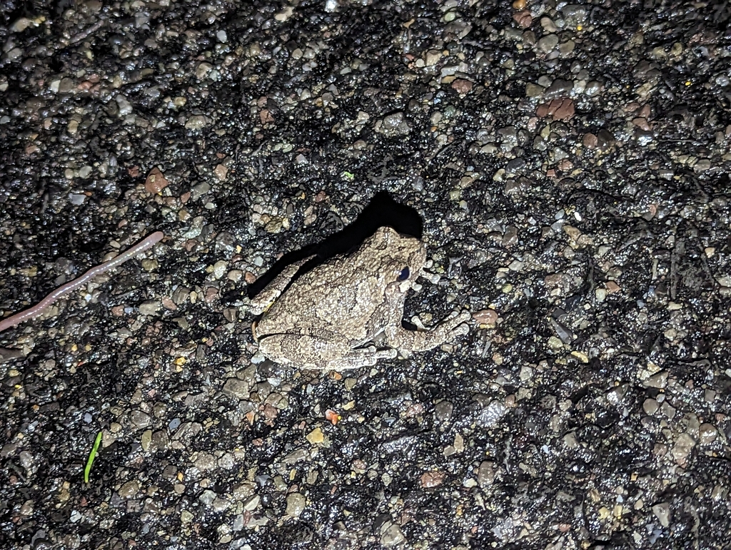 Gray Treefrog from Henrietta, NY 14467, USA on April 06, 2023 at 12:06 ...