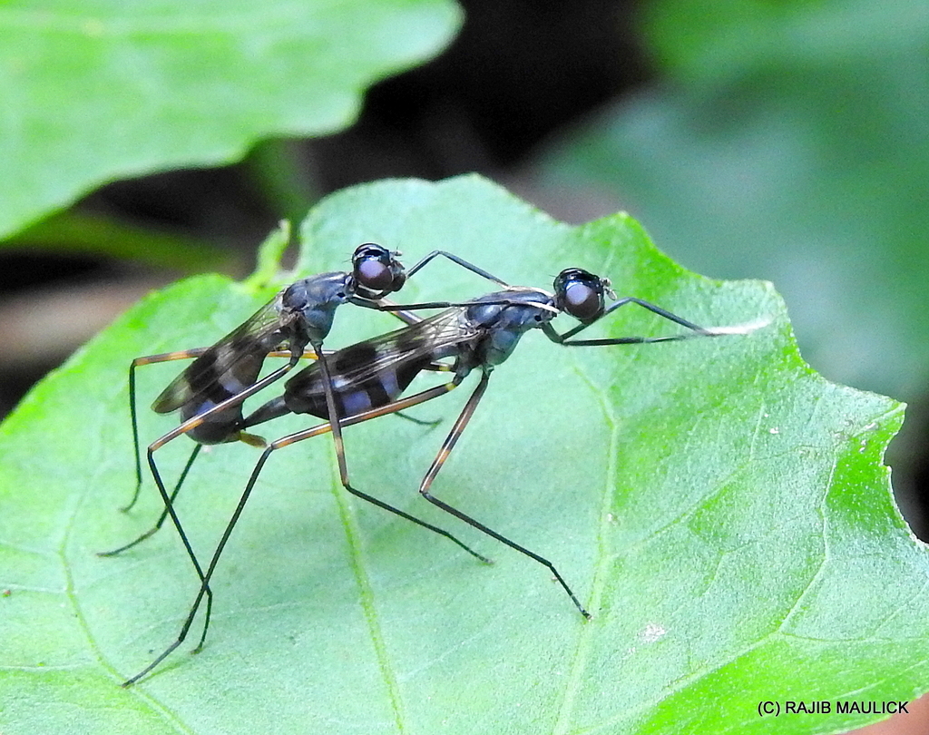 Stilt-legged Flies from Narendrapur, Rajpur Sonarpur, West Bengal ...