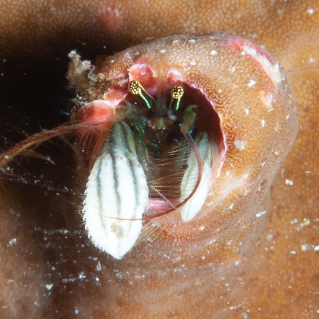 Striped Coral Hermit Crab from Santa Sofia Dive Site Sogod Bay ...