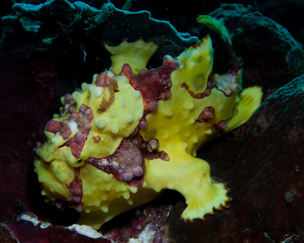 Warty Anglerfish from Adrian's Cove, Limasawa, Southern Leyte ...