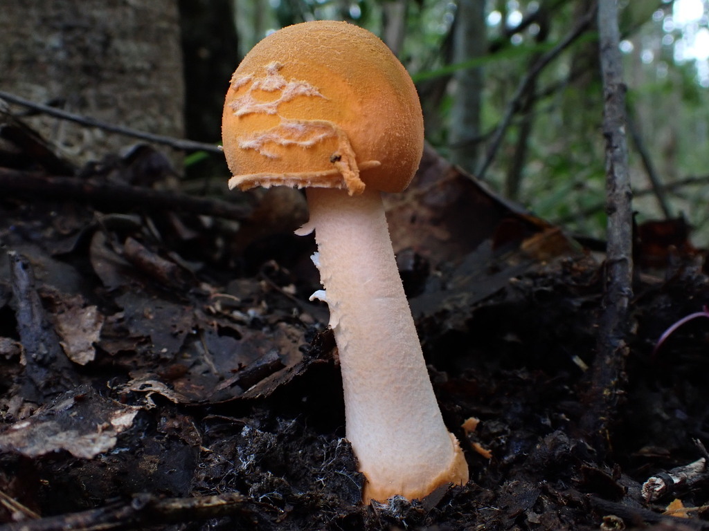Amanita armeniaca from Bracalba QLD 4512, Australia on May 20, 2022 at ...