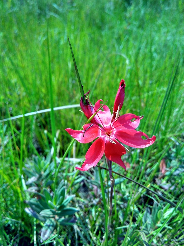 Scarlet River Lily from Ehlanzeni District Municipality, South Africa ...