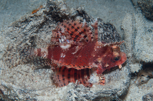 Observations by emma_brown1 · iNaturalist