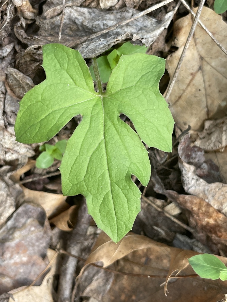 lion's foot rattlesnake root from Linden Tree Ln, Newark, DE, US on ...