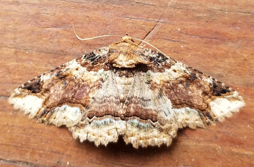 Colorful Zale Moth from Fentress County, TN, USA on April 8, 2021 at 05 ...