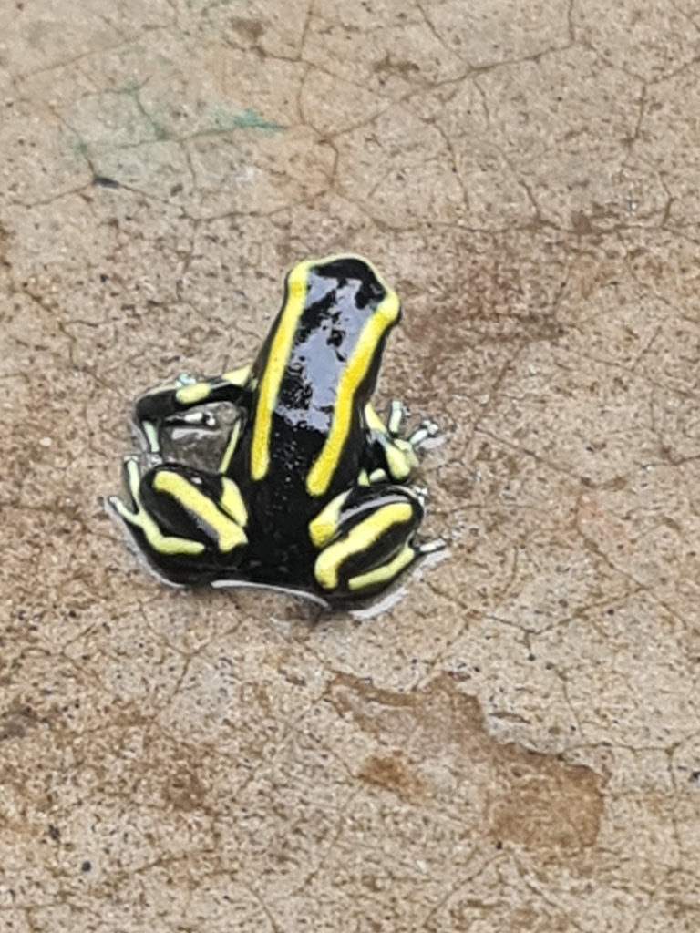 Yellow-striped Poison Dart Frog from Itzayana, 252840, Tocaima ...