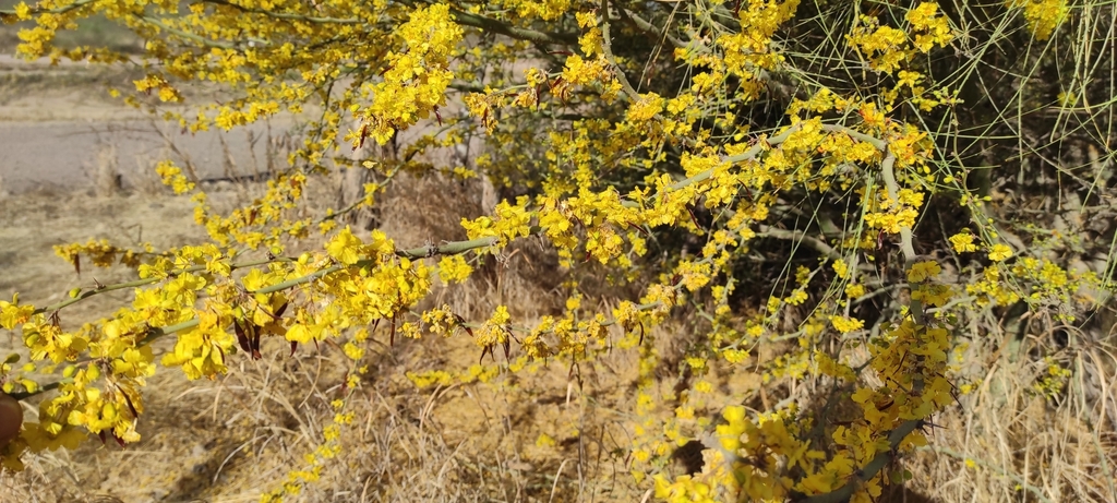 palo brea from 81493 Sin., México on April 06, 2023 at 08:00 AM by ...