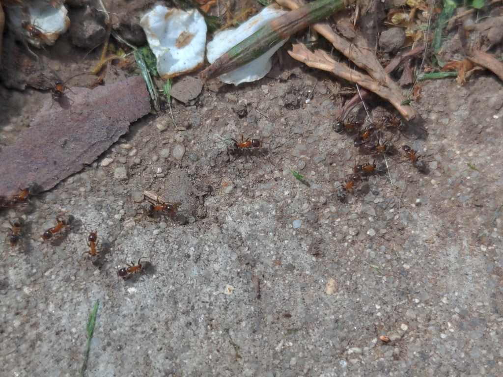 Western Velvety Tree Ant from Campbell, CA, USA on April 6, 2023 at 02: ...