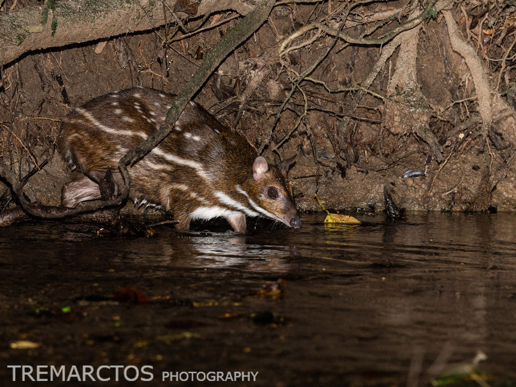 Water Chevrotain from Parc National de Tai on July 31, 2022 at 04:24 PM ...