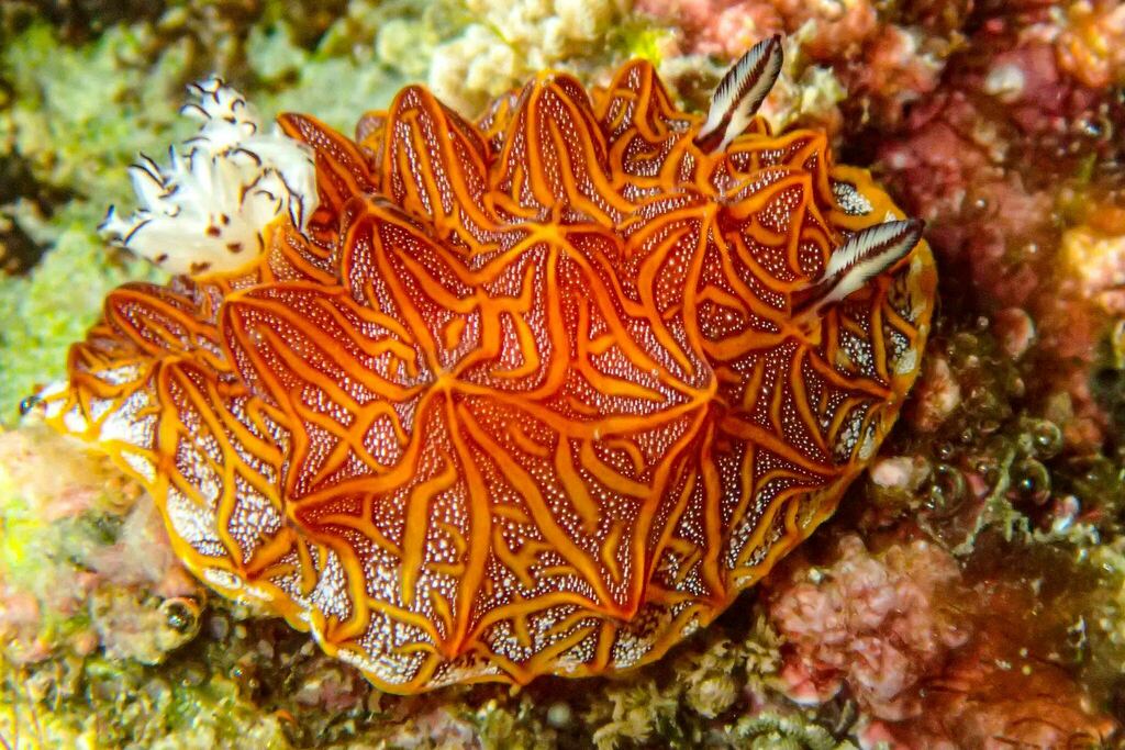Halgerda tessellata from North West Solitary Island, New South Wales ...