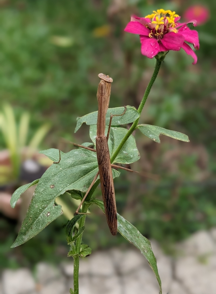Asian Jumping Mantis from HQF5+W98, Panglao, Bohol, Philippines on ...