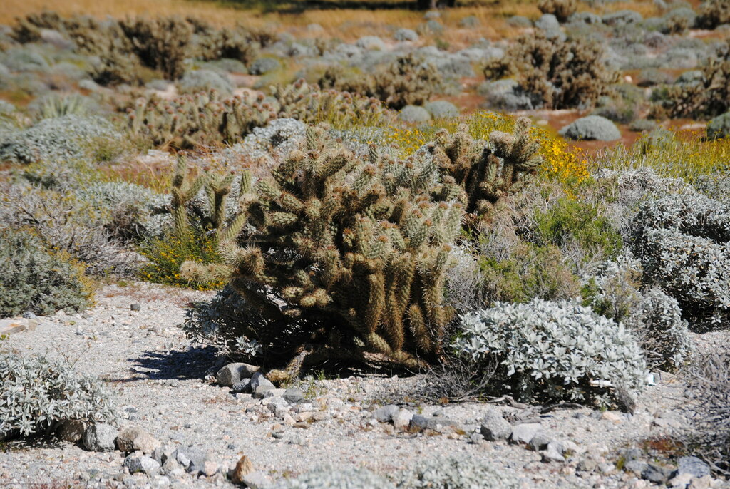 Wolf's cholla from Jacumba Hot Springs, CA 91934, USA on April 06, 2023 ...