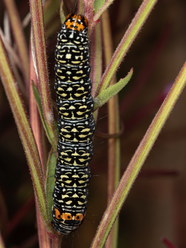 Australian Grapevine Moth from Mawbanna, Tasmania, Australia on January ...