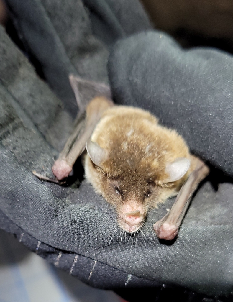 Leach's Single Leaf Bat from St. Ann Parish, Jamaica on March 29, 2023 ...
