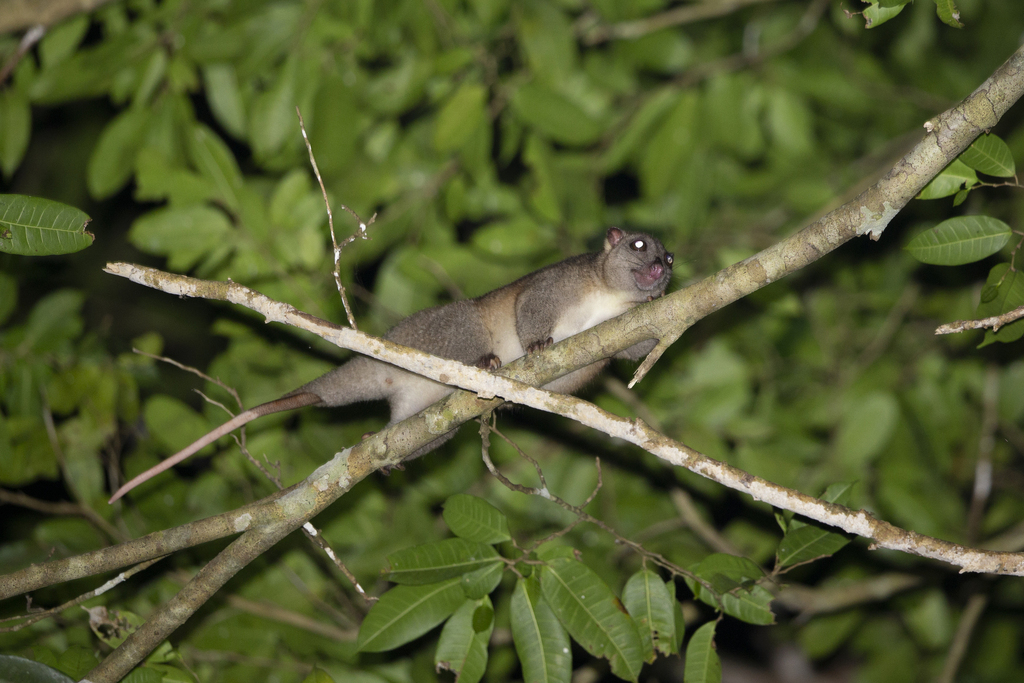Northern Common Cuscus in August 2018 by Jono Dashper. Waigeo, Raja ...