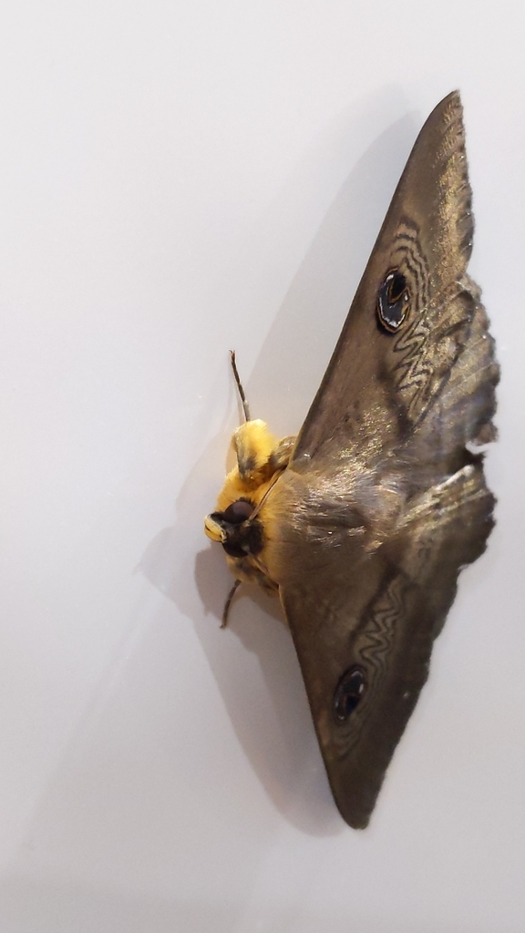 Southern Moon Moth from Hadfield VIC 3046, Australia on April 5, 2023 ...