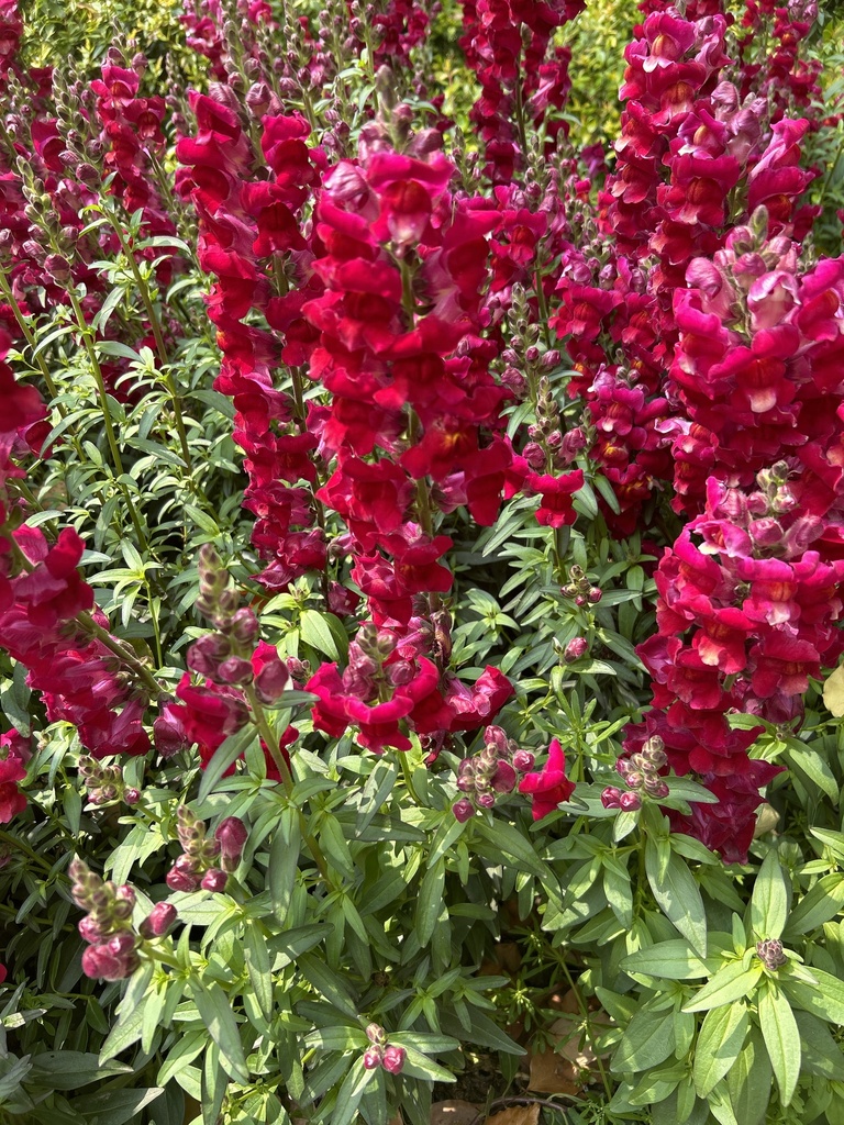 Snapdragon from Zhongjiang Road Hailiang Building Block A F1, Shanghai ...